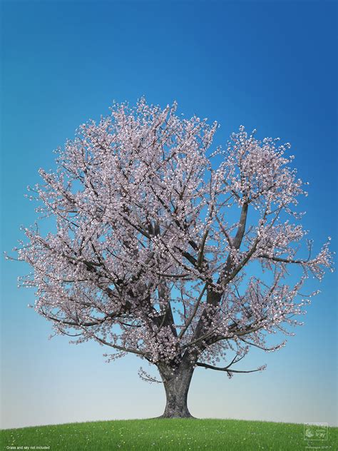 Sakura 03 3d Models Whitemagus