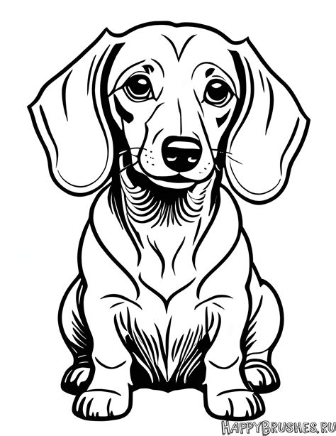 Раскраска Такса 4 распечатать Happybrushes