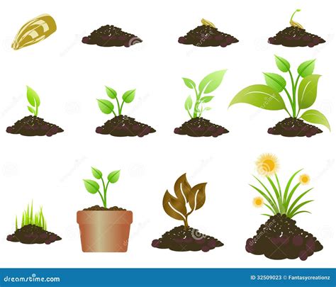 Crecimiento De La Planta Ilustración Del Vector Ilustración De Rural