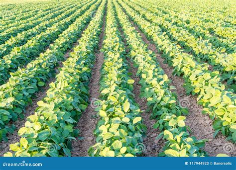 Genetically Modified Soybean In The Field Or Gmo Soybean Stock Image Image Of Modified