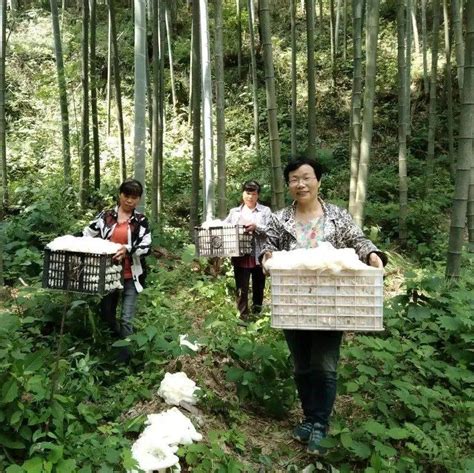 李桂香：致力林业科技推广的有心人油茶江西省标准化