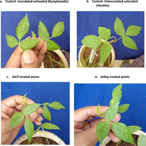 Dsrna Treated Plants Comparison Of Trifoliate Leaf Emerged At 7 Days
