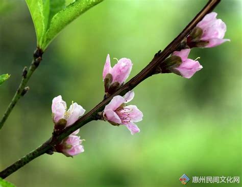 【摄影】桃花开在九月天