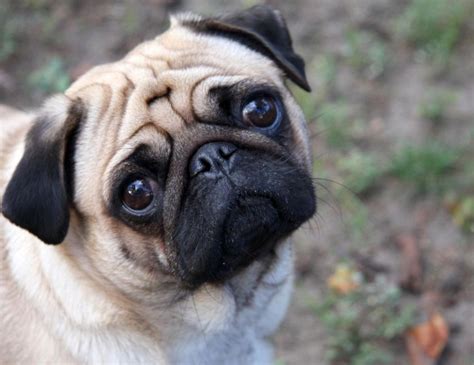 A Pug From North Carolina Becomes The First Dog In The Us To Test