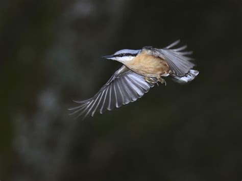 Nuthatch Bird Facts Sitta Europaea Bird Fact
