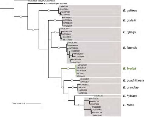 Bayesian Majority Rule Consensus Tree Of Electrogena Reconstructed From Download Scientific