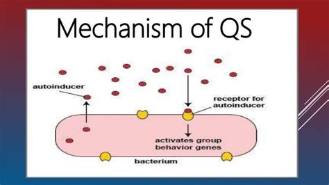 Quroum Sensing