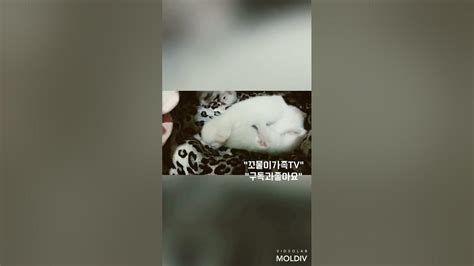 아직 눈이 안떠져서 이런일이 미안미안♡ 고양이 귀요미 아기고양이 집사의하루 유투버꿈나무 유튜브초보 세젤귀