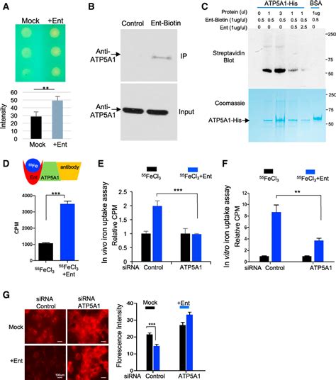 Figure 6 From Microbial Siderophore Enterobactin Promotes Mitochondrial Iron Uptake And