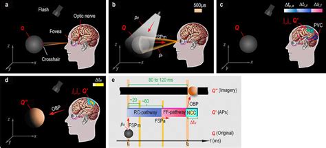 Global Visual Dynamics In Response To An Afferent Single Pulse Download Scientific Diagram