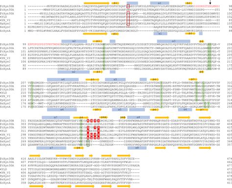 Multiple Sequence Alignment Of Gh30‐7 And Gh30‐8 Xylanases Primary