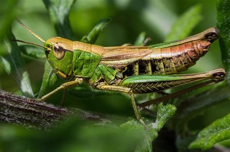 Grasshopper Insect Macro Free Photo On Pixabay Pixabay