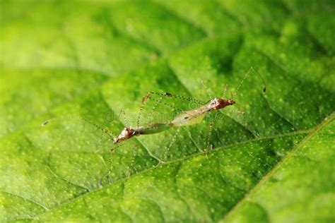 Plant Bugs Metacanthus Pulchellus Mating Stock Image Image Of Black