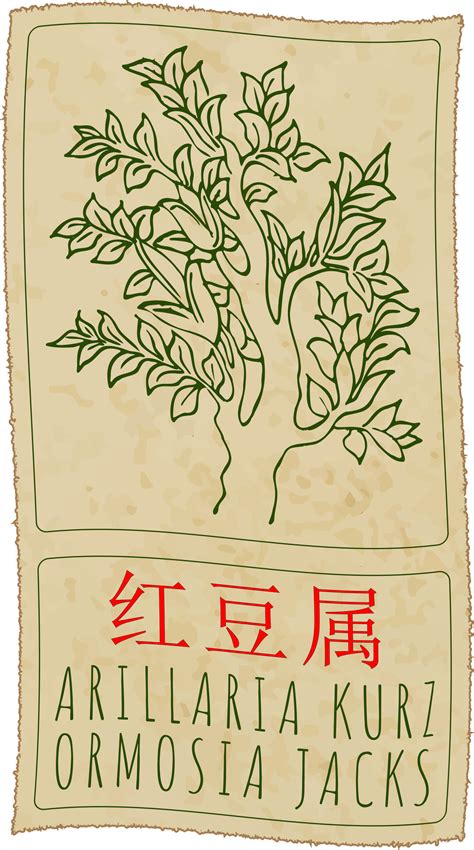 Drawing ARILLARIA KURZ In Chinese Hand Drawn Illustration Latin Name