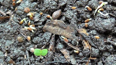 Появились первые всходы рассады корневого сельдерея Youtube