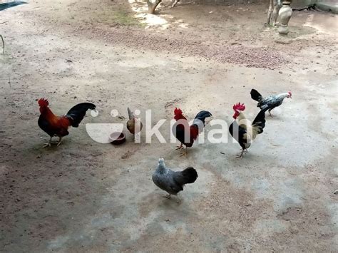 කුකුළන් For Sale In Kalutara City Ikman