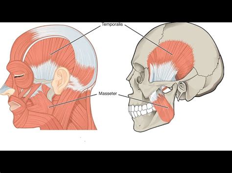 Lateral Pterygoid Muscle An Overview Sciencedirect Topics 51 Off