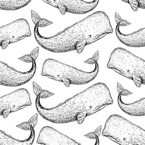Sperm Whale Sketch