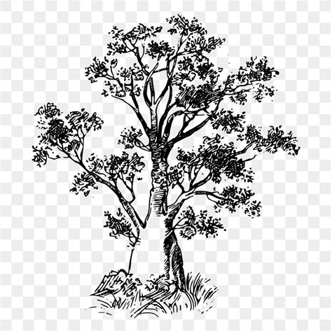 Tree Drawing Images Free Photos PNG Stickers Wallpapers Backgrounds Rawpixel