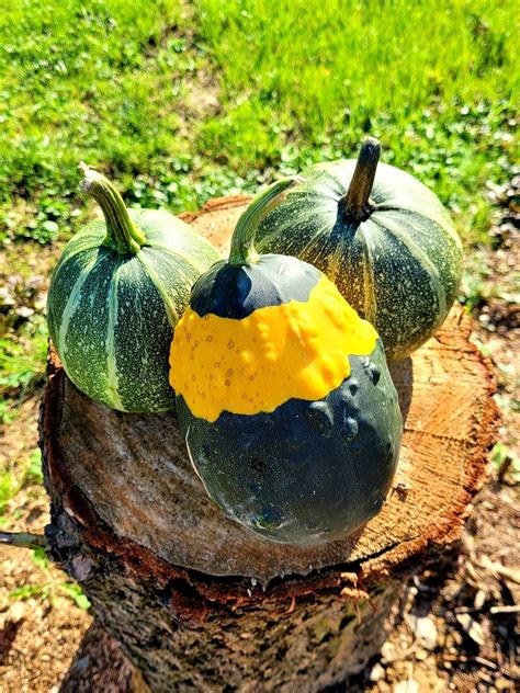 Jesienne Dynie Samsung Community