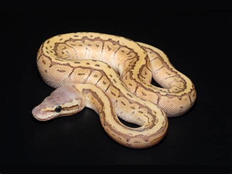 Morph List World Of Ball Pythons