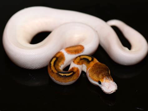 Pinto Pied Fancy Ball Python By Jon S Jungle Llc Morphmarket