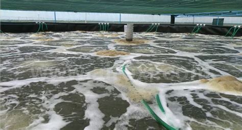 The Lifesaving Flow Exploring The Importance Of Water Movement In