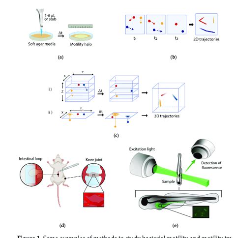 Some Examples Of Methods To Study Bacterial Motility And Motility
