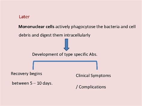The Viridans Streptococci Streptococcus Pneumoniae Pneumococcus