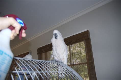 Training A Parrot To Bathe Learning Parrots