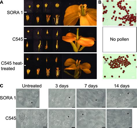 Heat Treatment Restores Fertility Of The C545 Male Sterile Brassica