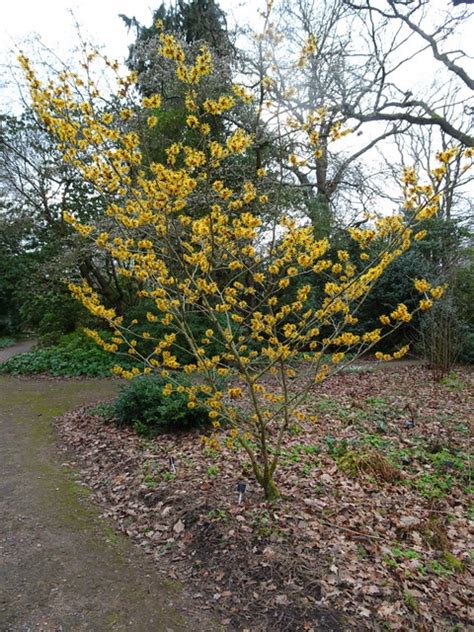 Hamamelis X Intermedia ‘harry Carolyns Shade Gardens