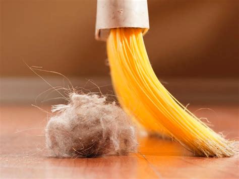 Common Types Of Mold In Homes Hgtv