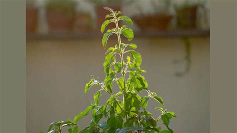 Tulsi Vivah 2022 Date Puja Shubh Muhurat And Significance