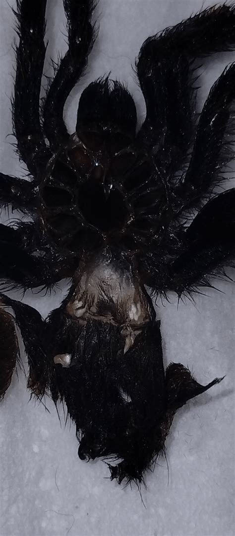 Opinion On Sex R Tarantulas