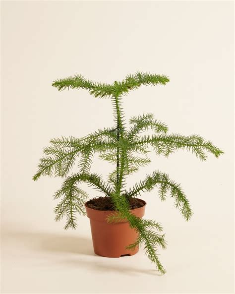 Compre Araucaria Heterophylla M Norfolk Island Pine En Línea
