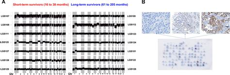 Cnvs Across All Chromosomes From Whole Genome Sequencing Wgs Data A Download Scientific