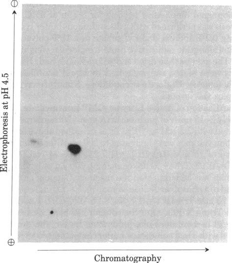 Two Dimensional Tryptic Peptide Analysis Of Capping Enzyme Gmp Complex