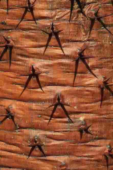 The World S Most Beautiful Bark Or Trees Worth A Closer Look The Picture Show NPR