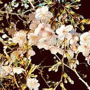 八鶴湖の夜桜ライトアップ 東金市ホームページ