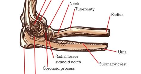 Coronoid Process Of Ulna Its Anatomy And Function