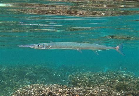 Everything About The Hound Fish Crocodile Needlefish Kayak Gonflable