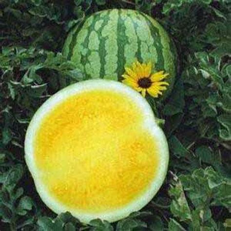 Jual Biji Buah Semangka Kuning Bibit Tanaman Pohon Semangka Kuning