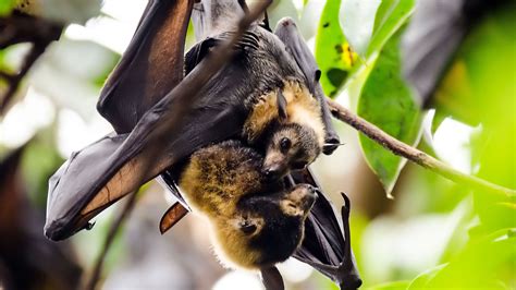 La Roussette Plus Grande Chauve Souris Au Monde Photos Futura