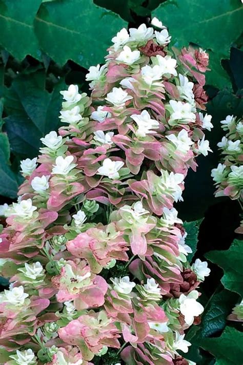 Classic Style Snowcicle Oakleaf Hydrangea 3 Gallon Pot Timeless Elegance From Wilson Bros