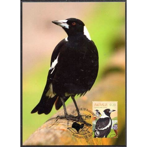 Australia 2023 Aussie Bird Count Australian Magpie Maxi Card New On