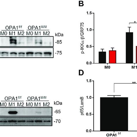 Opa1 Deletion Induces Mitochondria Dysfunction In Macrophages Bmdms