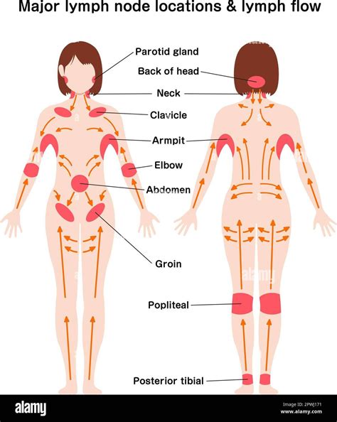 Locations Of Major Lymph Nodes And Lymph Flows Vector Illustration