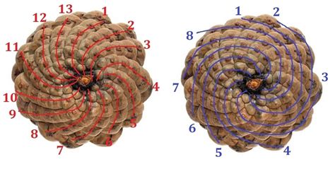 植物の美しさや論理性を作る数字｜フィボナッチ数列