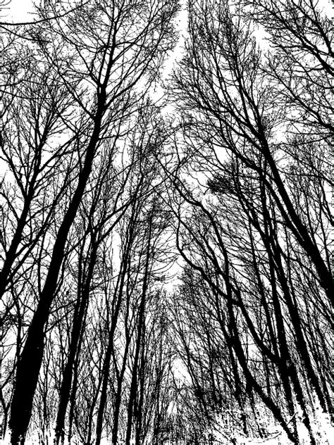 Tree Outline By Marie Bhx On Deviantart